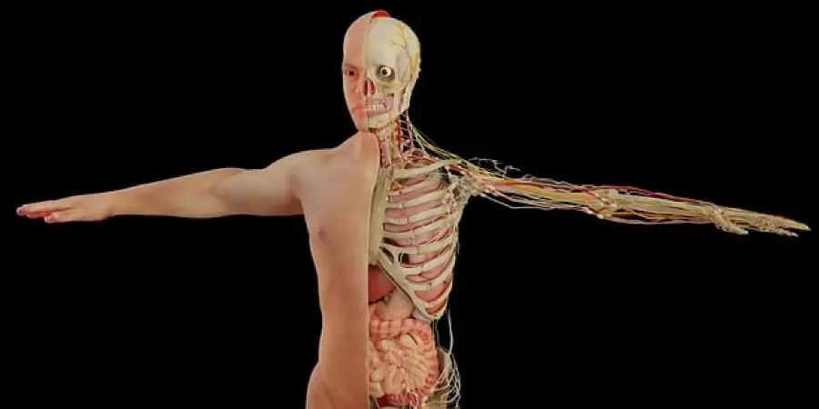 Definition & meaning of ANATOMY examples, synonym & antonym