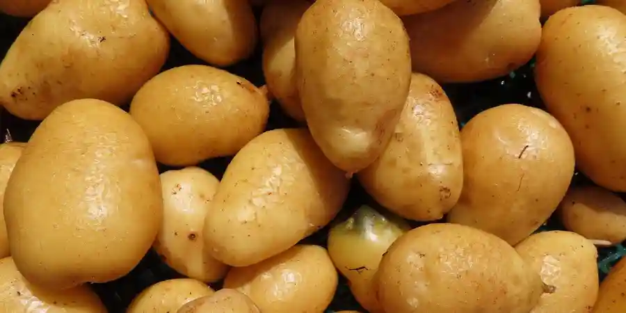 Definition & meaning of POTATO examples, synonyms & antonyms