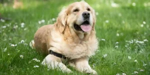Definition of BREED example, synonym & antonym