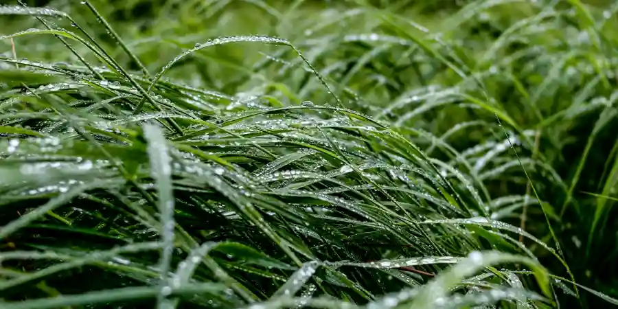 Definition of PETRICHOR examples, synonyms and antonyms