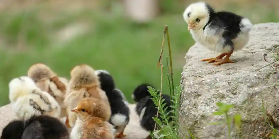 Definition of CHICKEN example, synonym & antonym