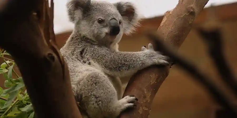 Definition of CONSERVATION example, synonym & antonym